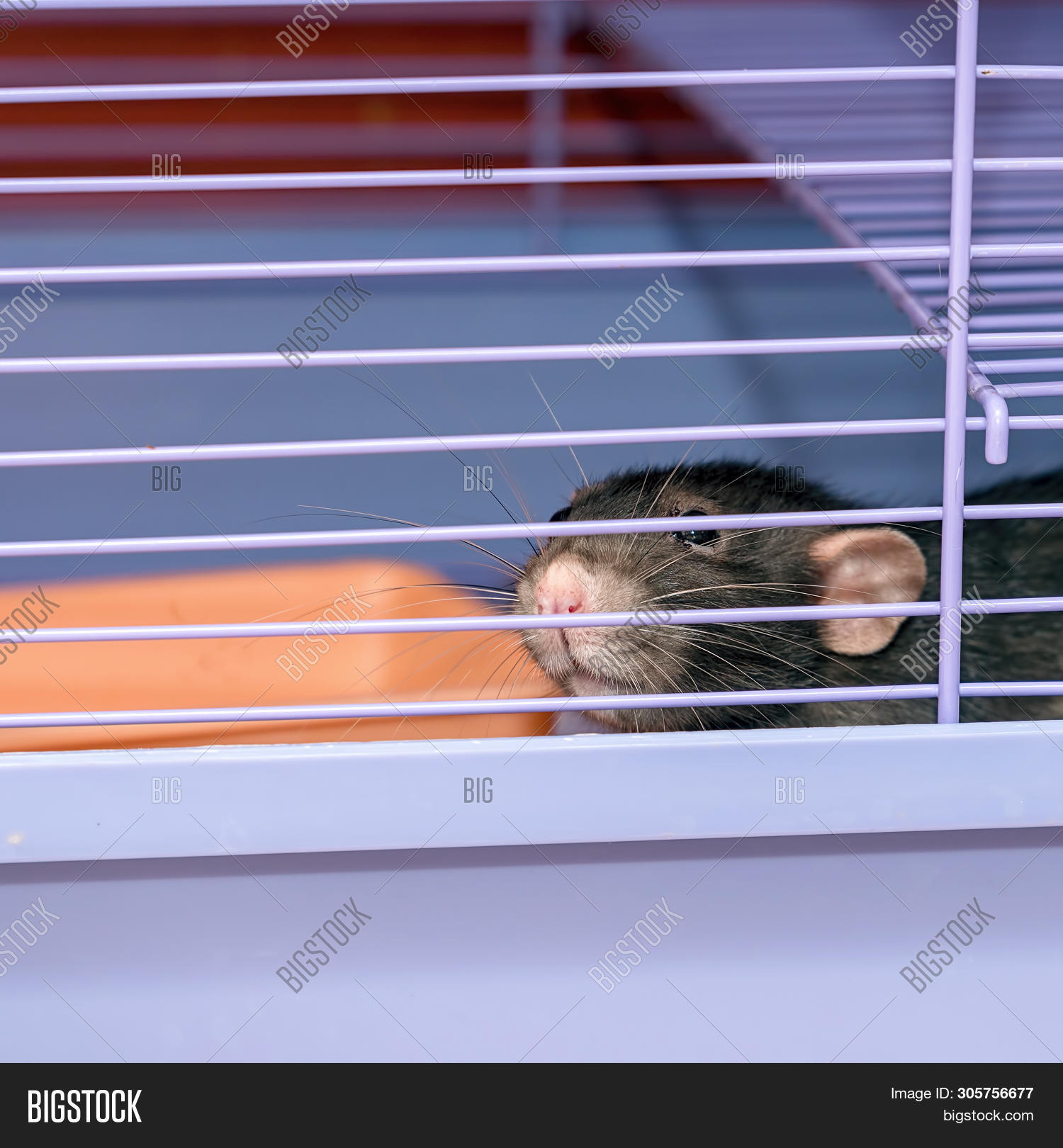 Hamsters With Mustaches