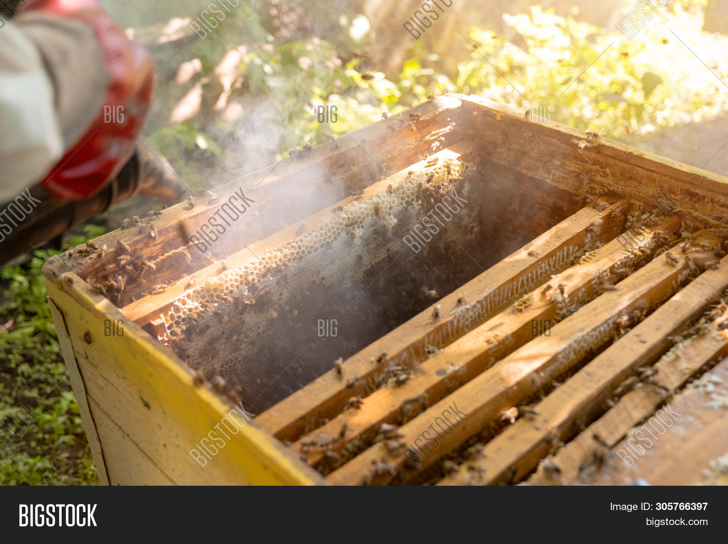 Beekeeper Smokes On Image & Photo (Free Trial) | Bigstock
