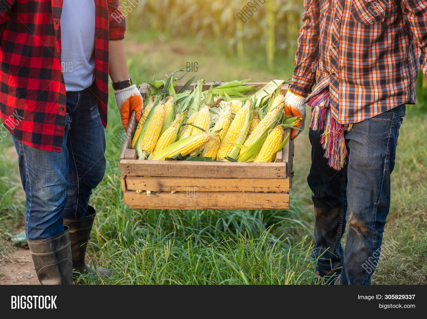 Farmer Helped Raise Image & Photo (Free Trial) | Bigstock