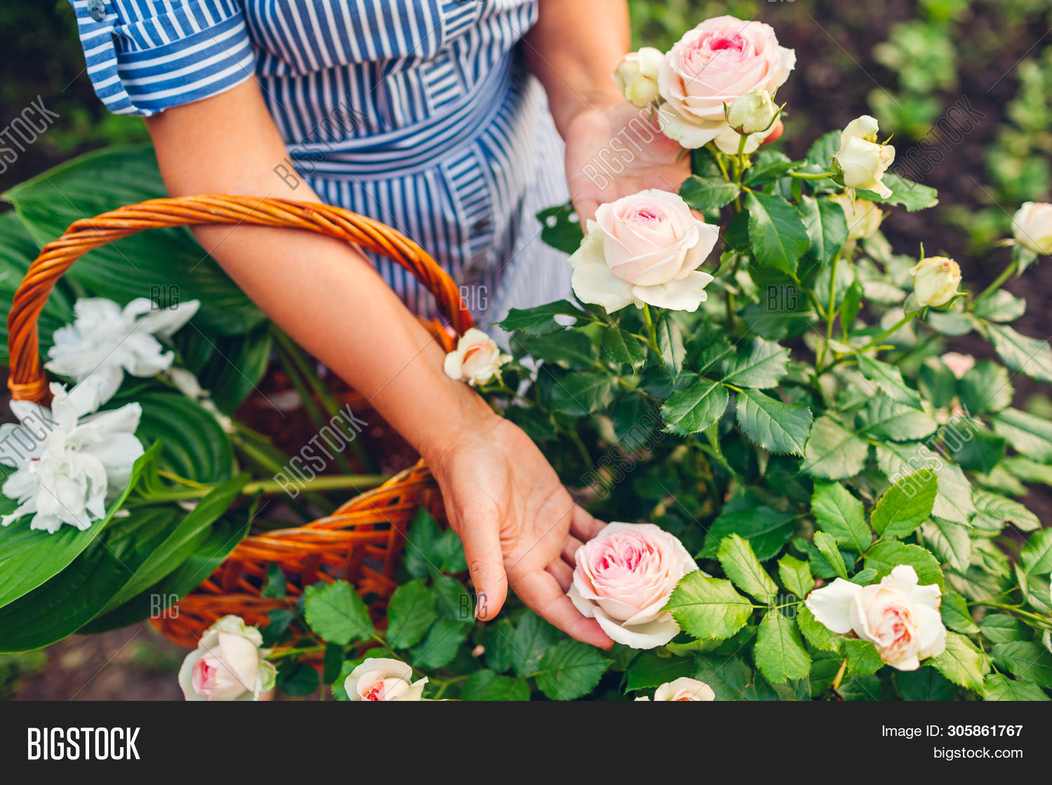 Senior Woman Gathering Image & Photo (Free Trial) | Bigstock