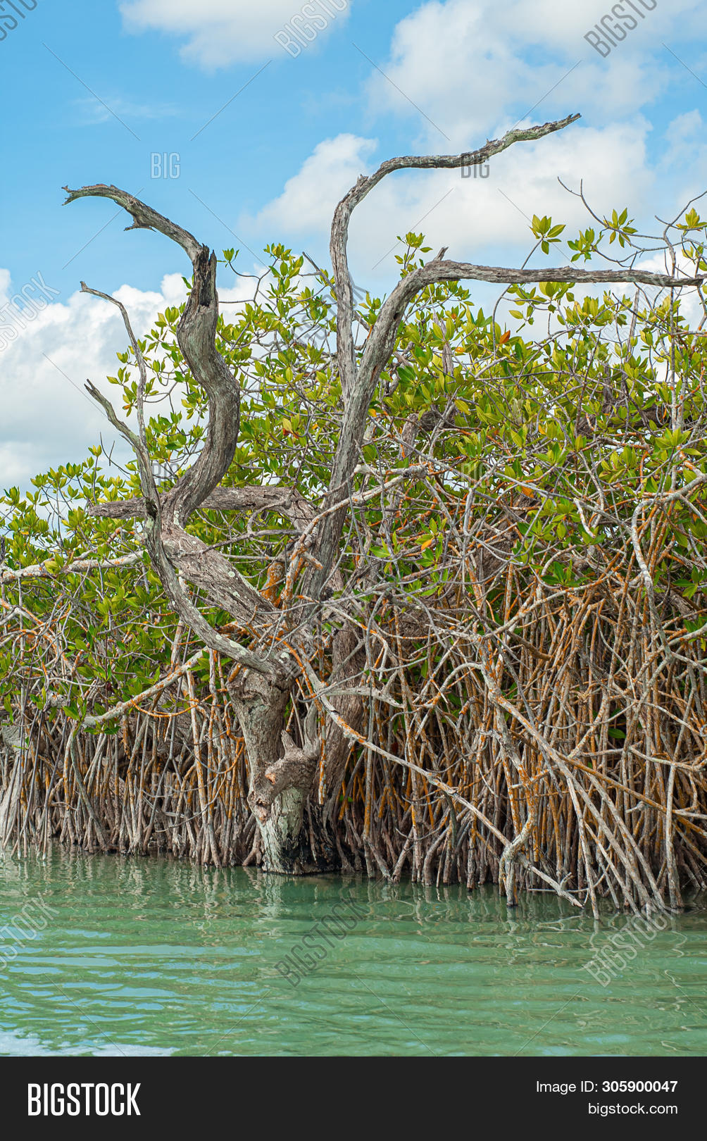 Mangrove Trunks Image & Photo (Free Trial) | Bigstock