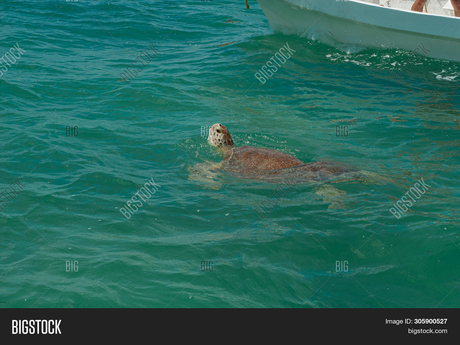 Sea Turtle Breath Image & Photo (Free Trial) | Bigstock