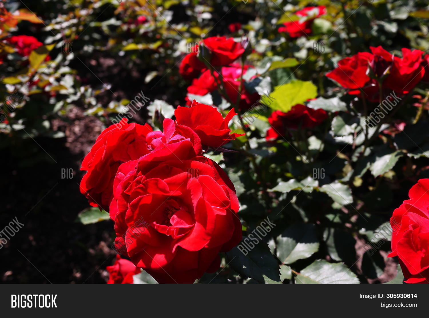 Garden Center Sale Image & Photo (Free Trial) | Bigstock