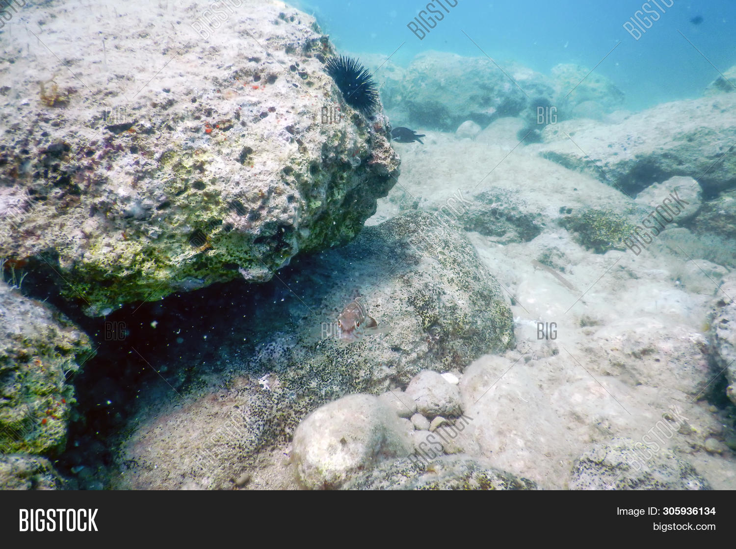 Comber Fish (serranus Image & Photo (Free Trial) | Bigstock