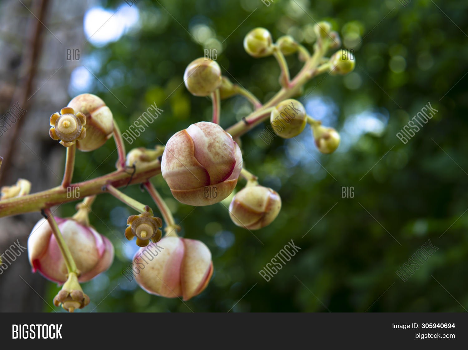 Sal Flowers Sal Tree ( Image & Photo (Free Trial) | Bigstock