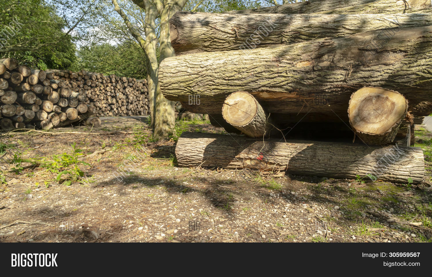 Felled Timber Stacked Image & Photo (Free Trial) | Bigstock