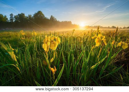 Summer Morning Image & Photo (Free Trial) | Bigstock