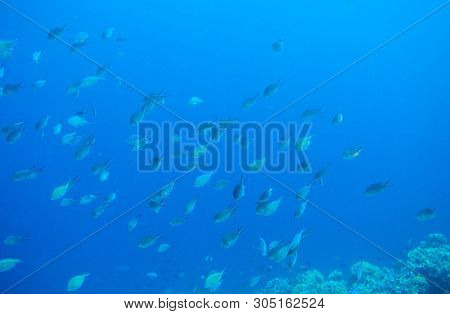 Tropical Fish Blue Sea Image & Photo (Free Trial) | Bigstock