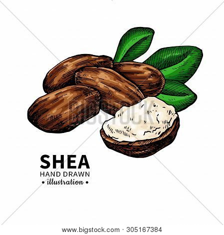 Shea Butter Vector Vector & Photo (Free Trial) | Bigstock