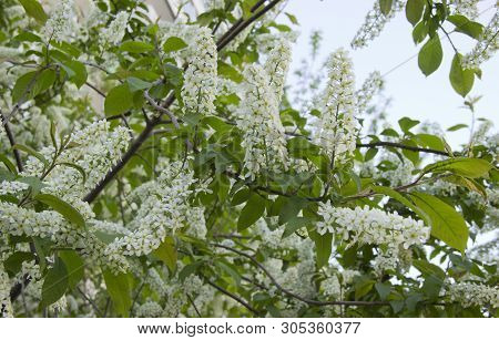 Prunus Padus Species Image & Photo (Free Trial) | Bigstock