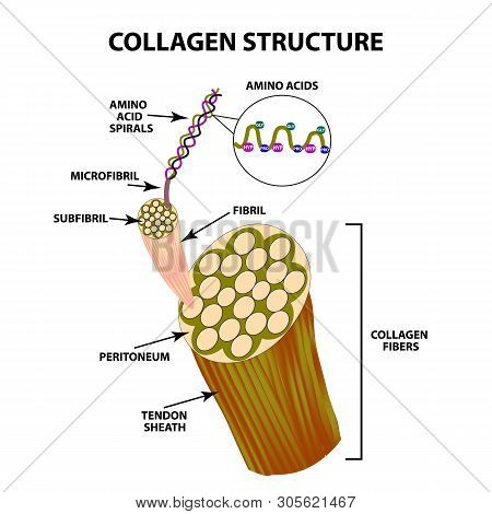 Collagen Structure. Image & Photo (Free Trial) | Bigstock