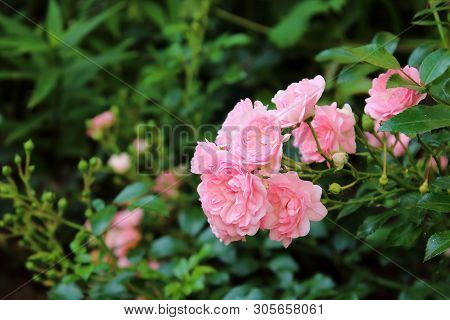 Little Pink Roses Grow Image & Photo (Free Trial) | Bigstock
