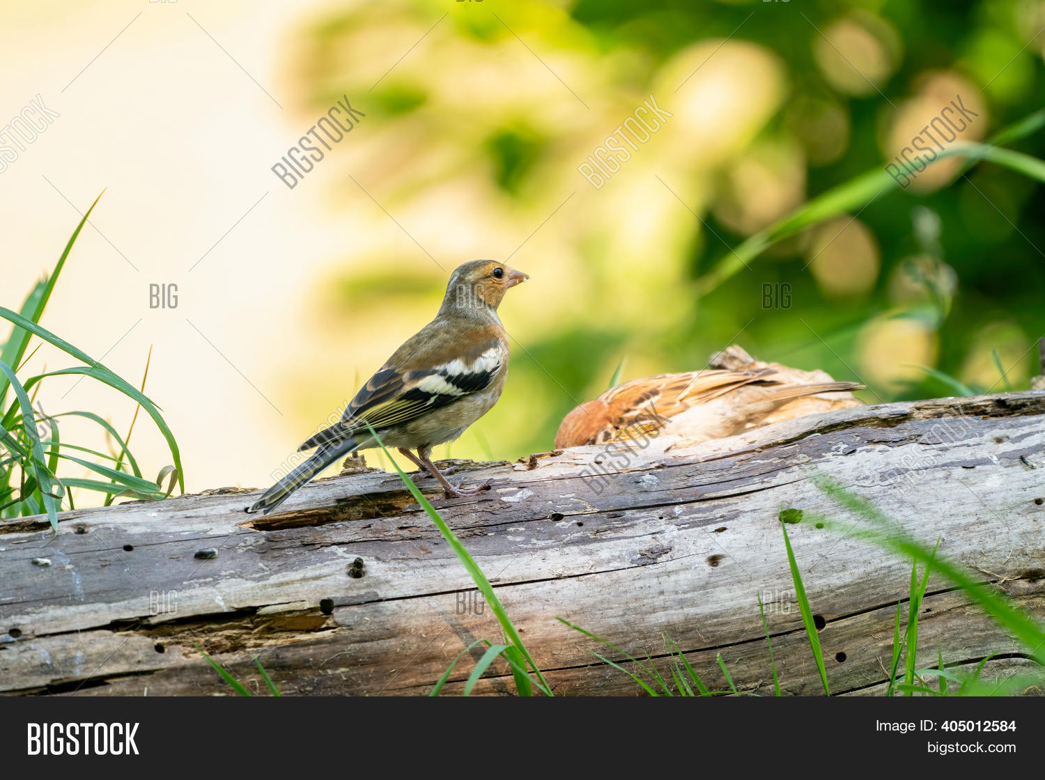 Green Yellow Songbird Image & Photo (Free Trial) | Bigstock