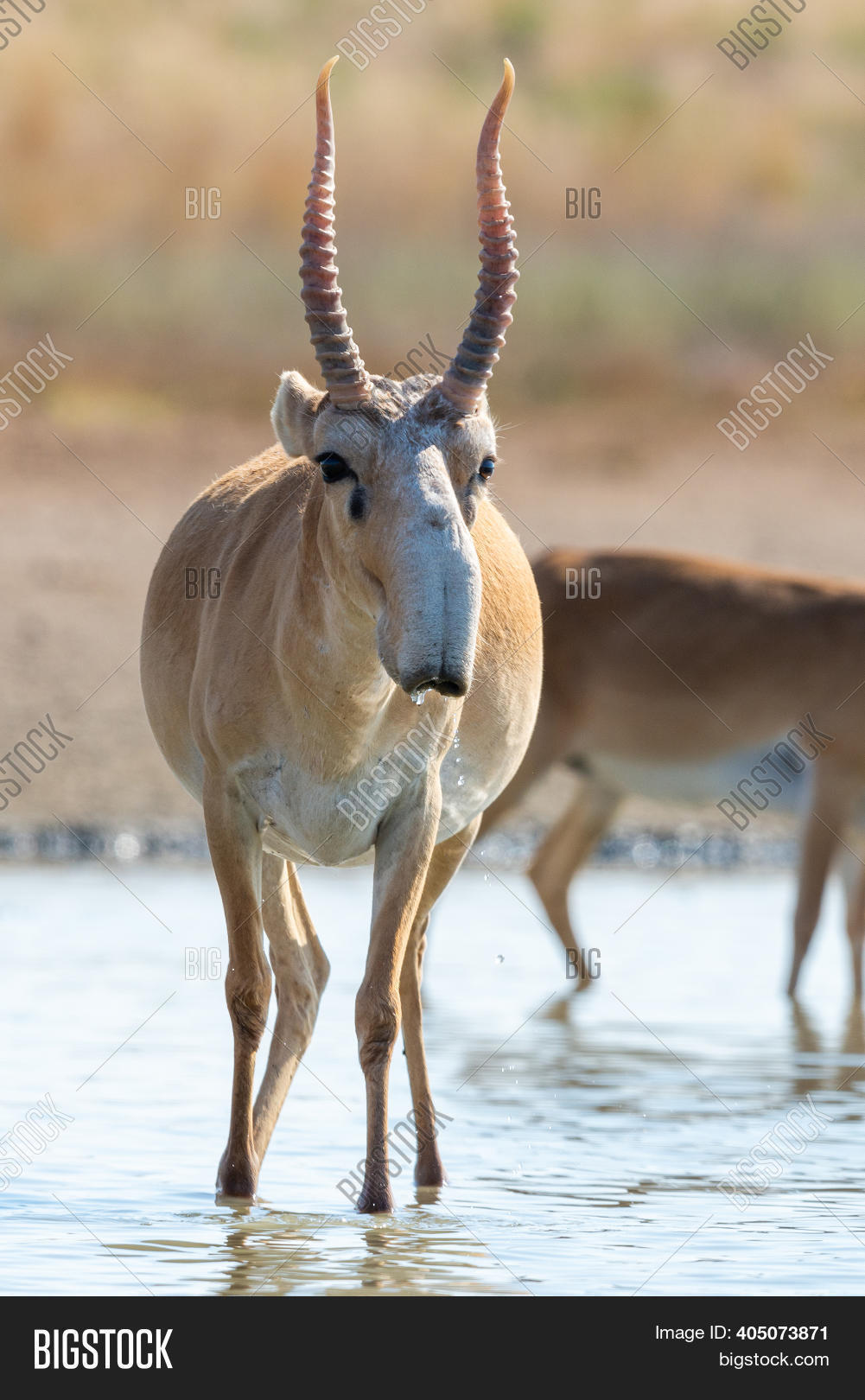 Wild Male Saiga Image & Photo (Free Trial) | Bigstock