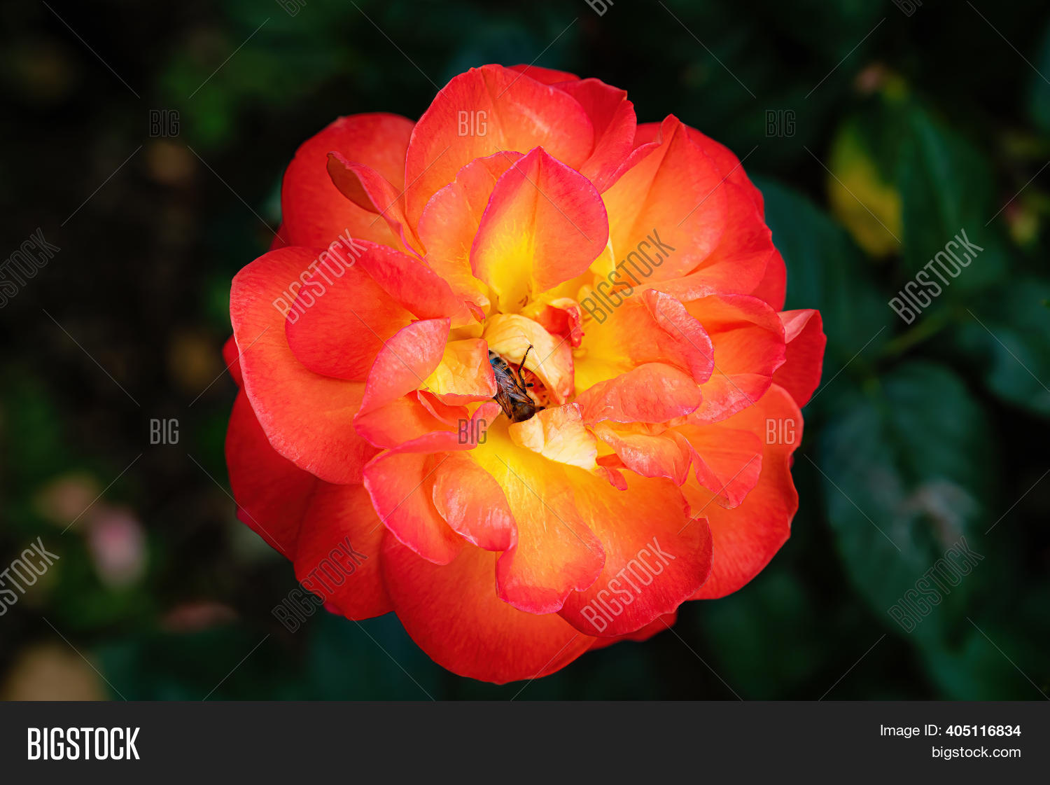 Red Rose Blossom Bee Image & Photo (Free Trial) | Bigstock