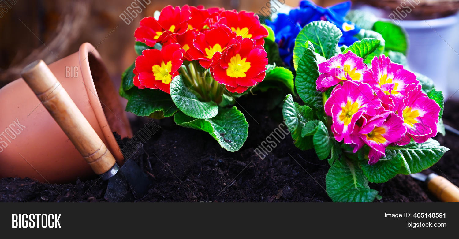 Planting Flowers Image & Photo (Free Trial) | Bigstock