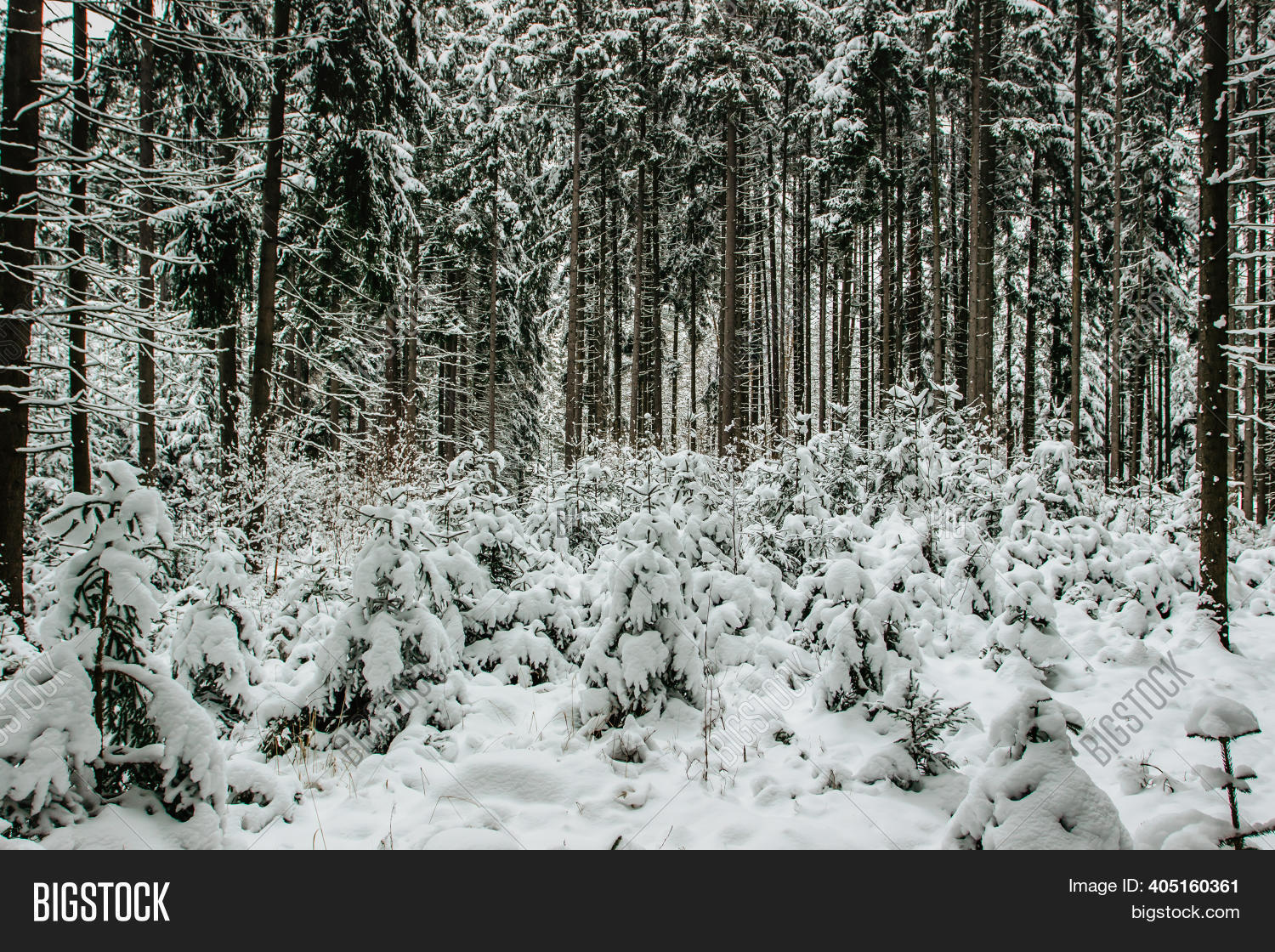 Snow Covered Trees Image & Photo (Free Trial) | Bigstock
