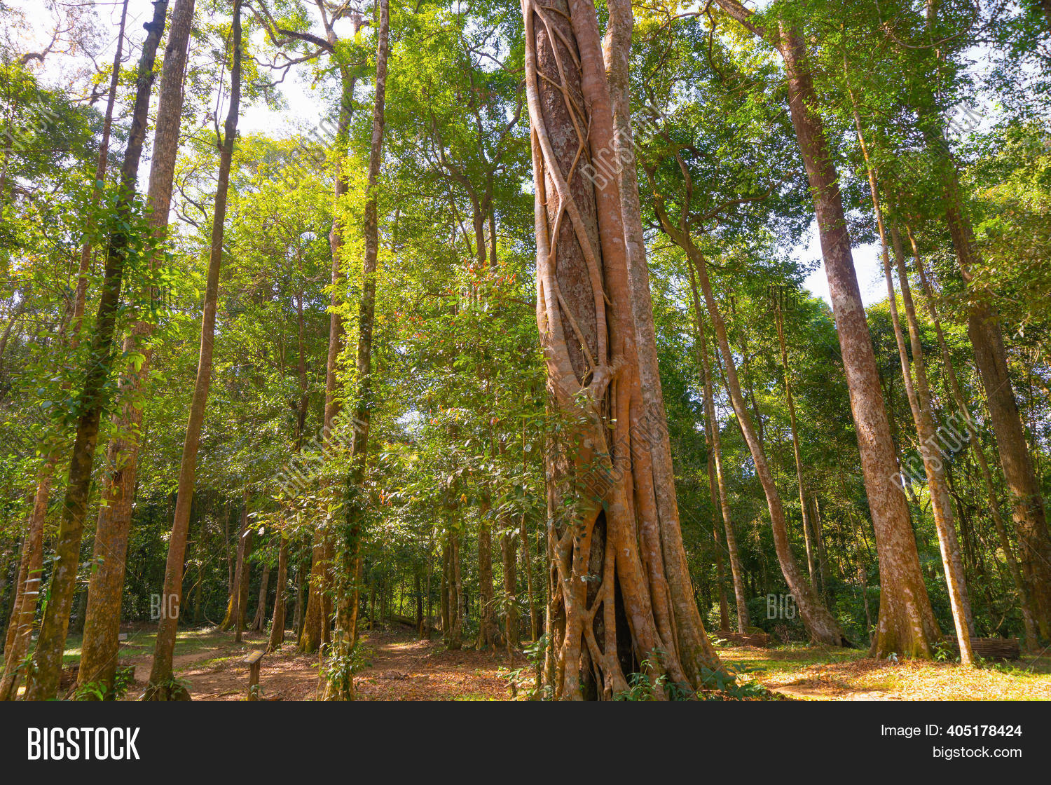 Giant Cedar Trees Image & Photo (Free Trial) | Bigstock