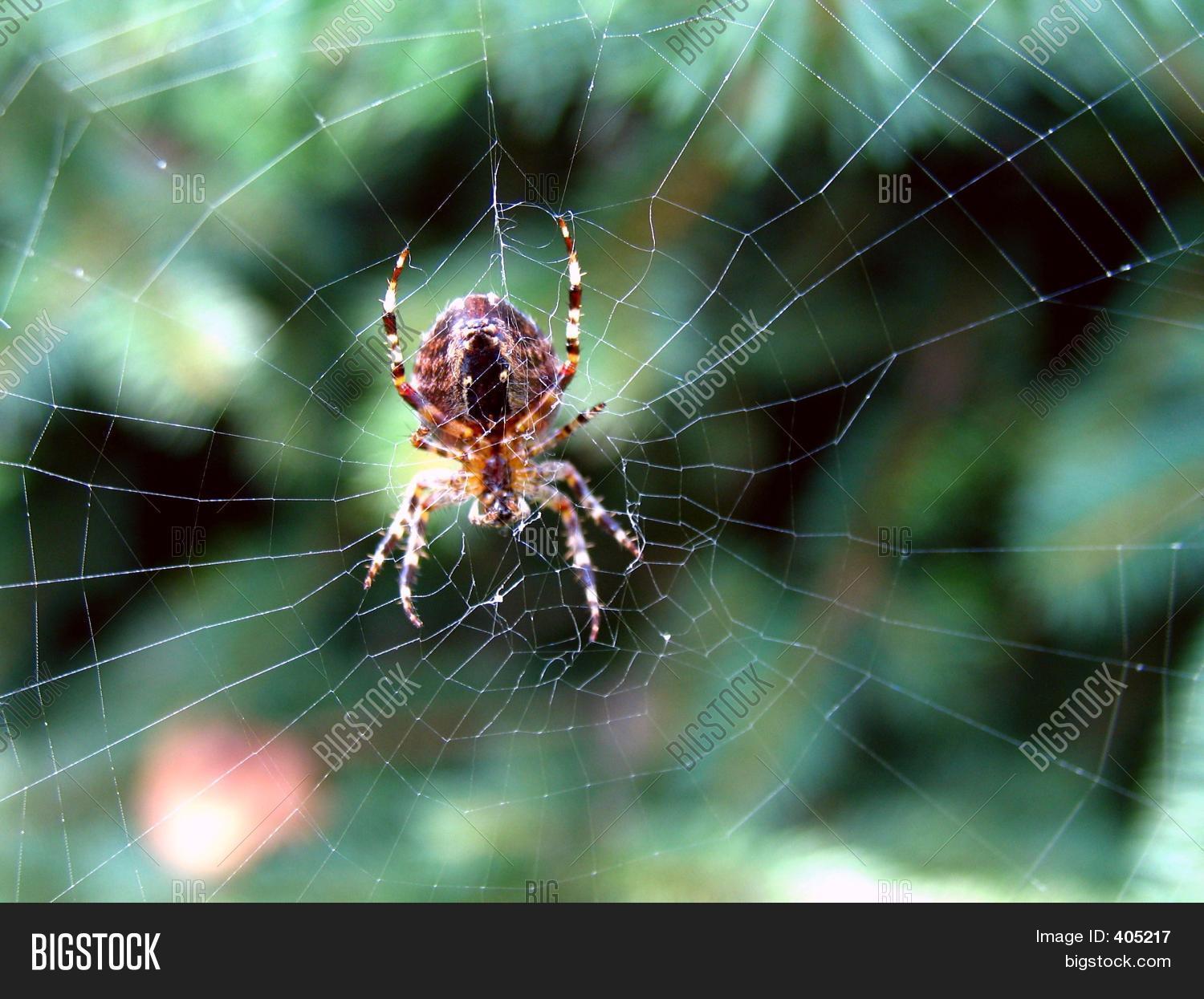 Spider Making Web Image & Photo (Free Trial) | Bigstock