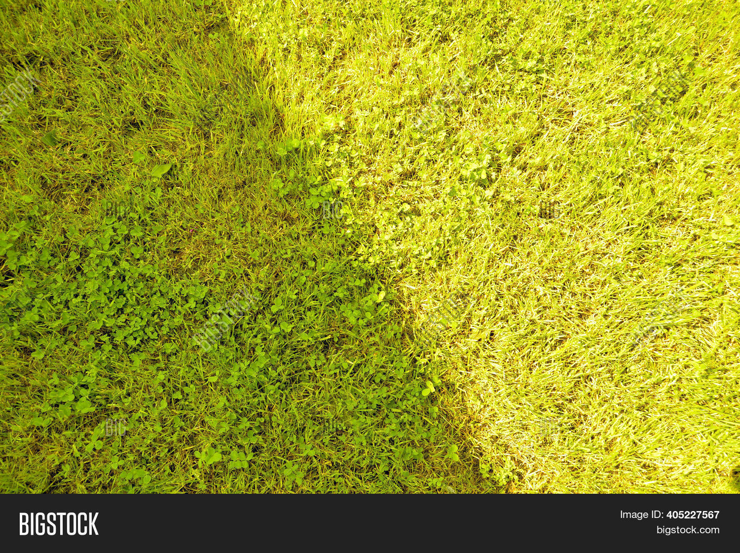 Grasses Light Shadows Image & Photo (Free Trial) | Bigstock
