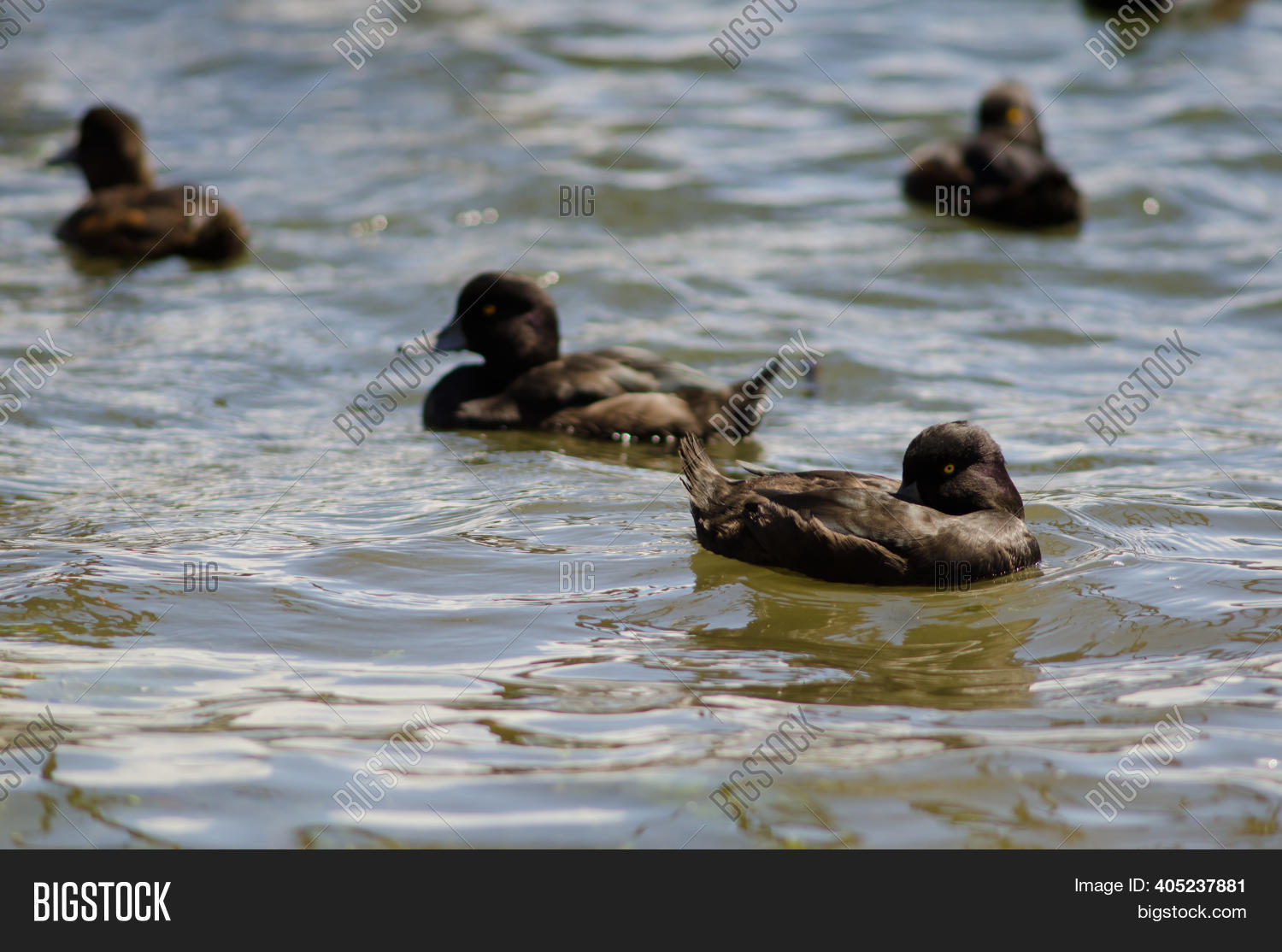 New Zealand Scaups Image & Photo (Free Trial) | Bigstock