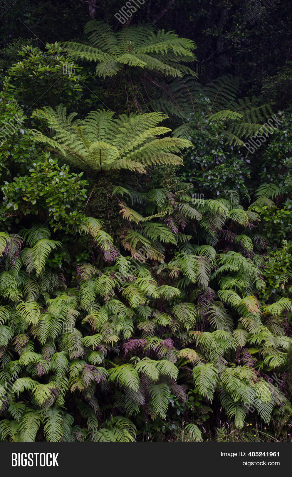 Wheki Dicksonia Image & Photo (Free Trial) | Bigstock