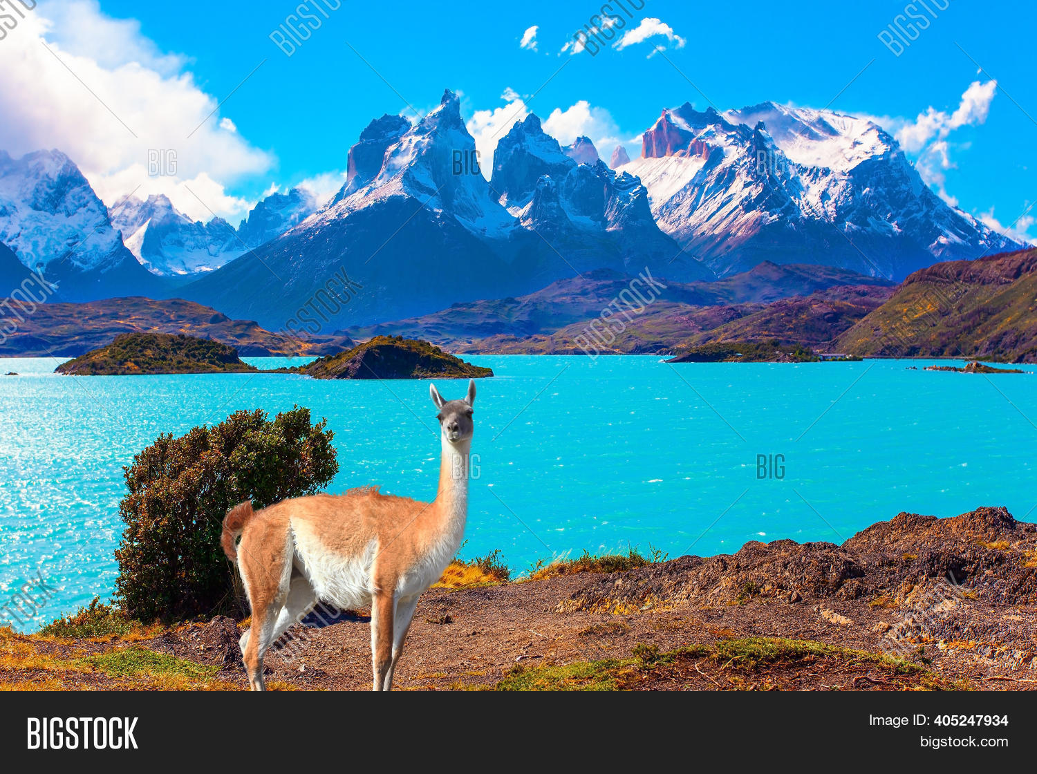 Magnificent Guanaco Image & Photo (Free Trial) | Bigstock