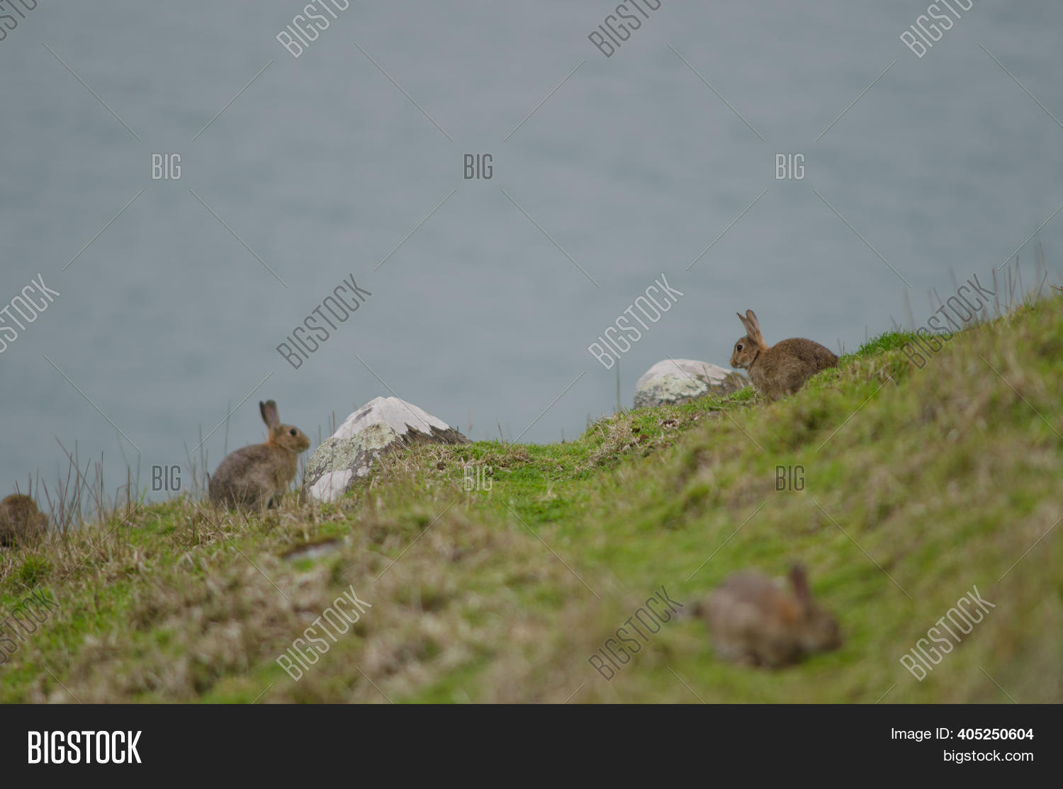European Rabbits Image & Photo (Free Trial) | Bigstock