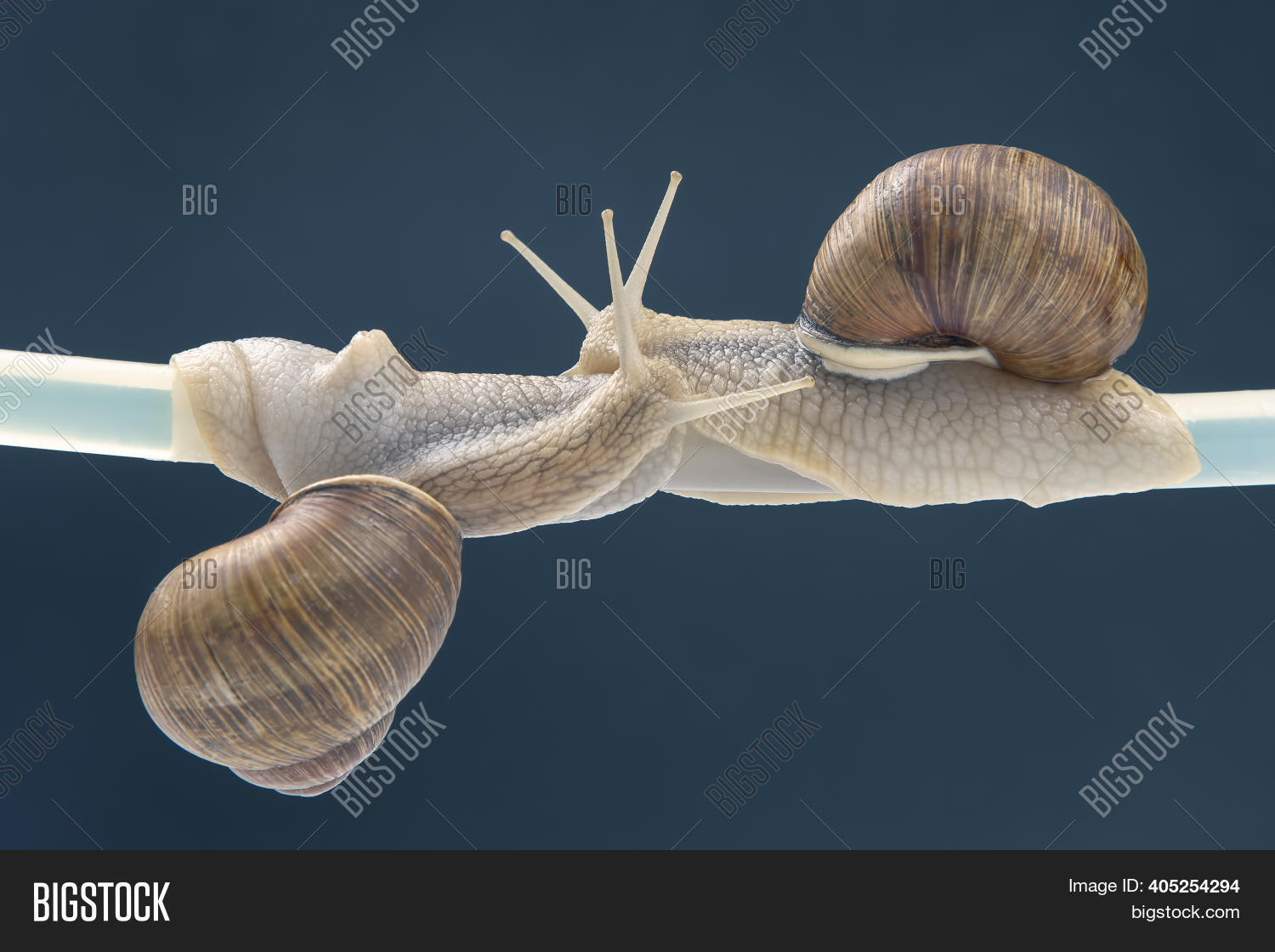 Snails Hang Plastic Image & Photo (Free Trial) | Bigstock