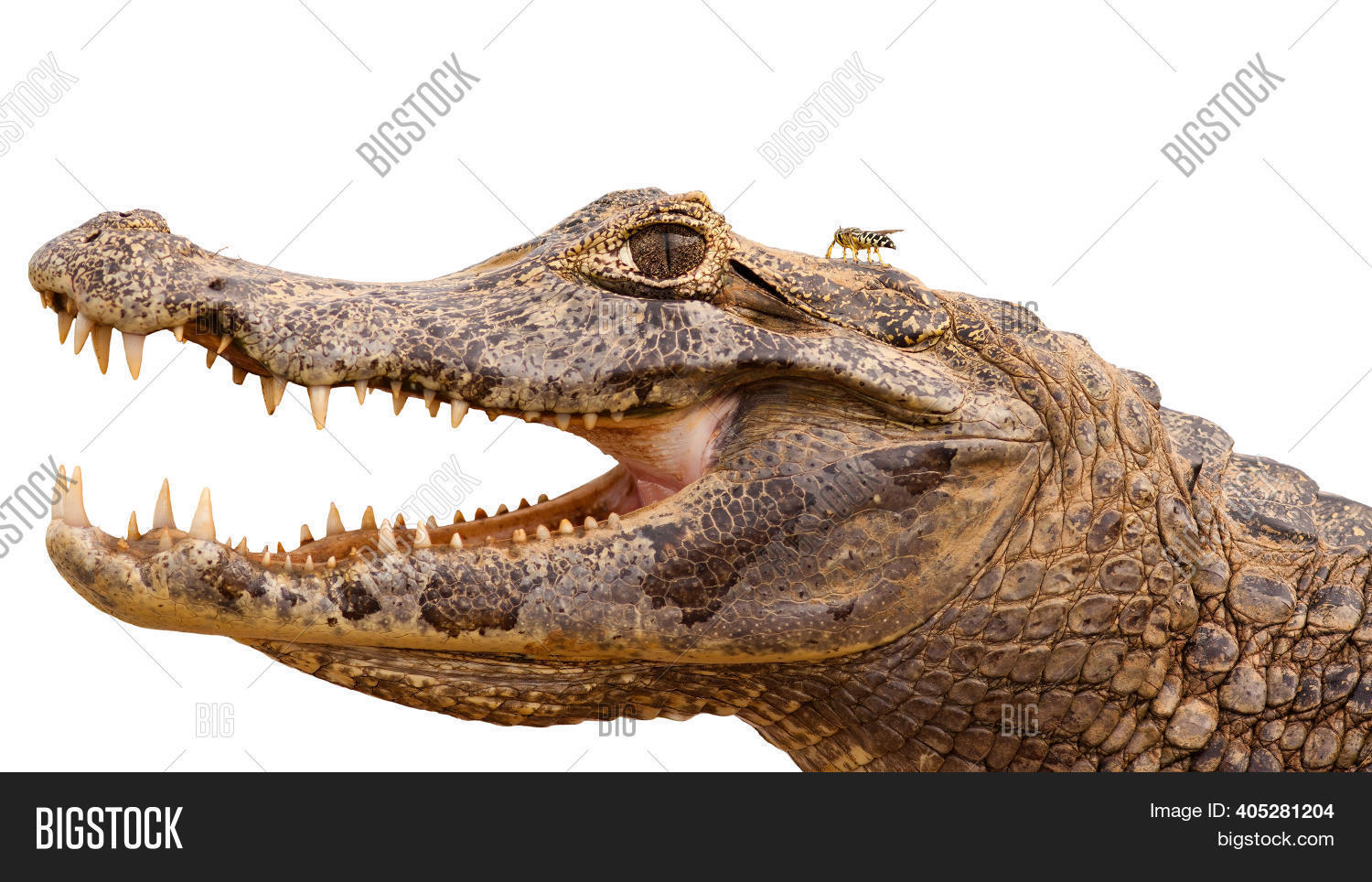 Head Yacare Caiman Image & Photo (Free Trial) | Bigstock