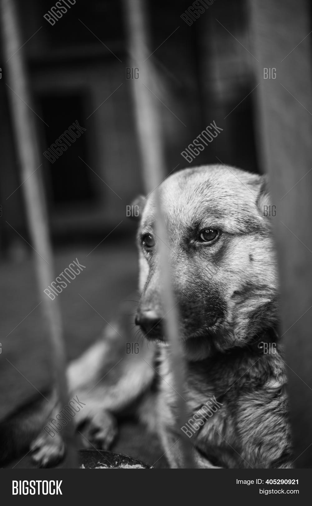 Big Sad Shepherd Old Image & Photo (Free Trial) | Bigstock