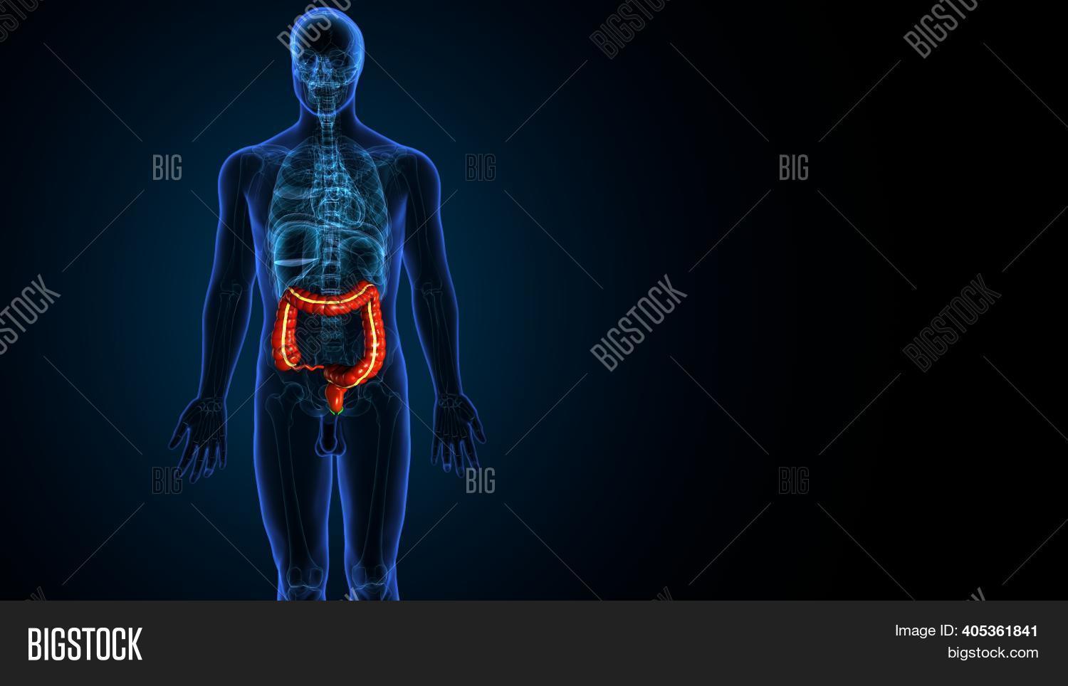 Large Intestine 3d Image & Photo (Free Trial) | Bigstock