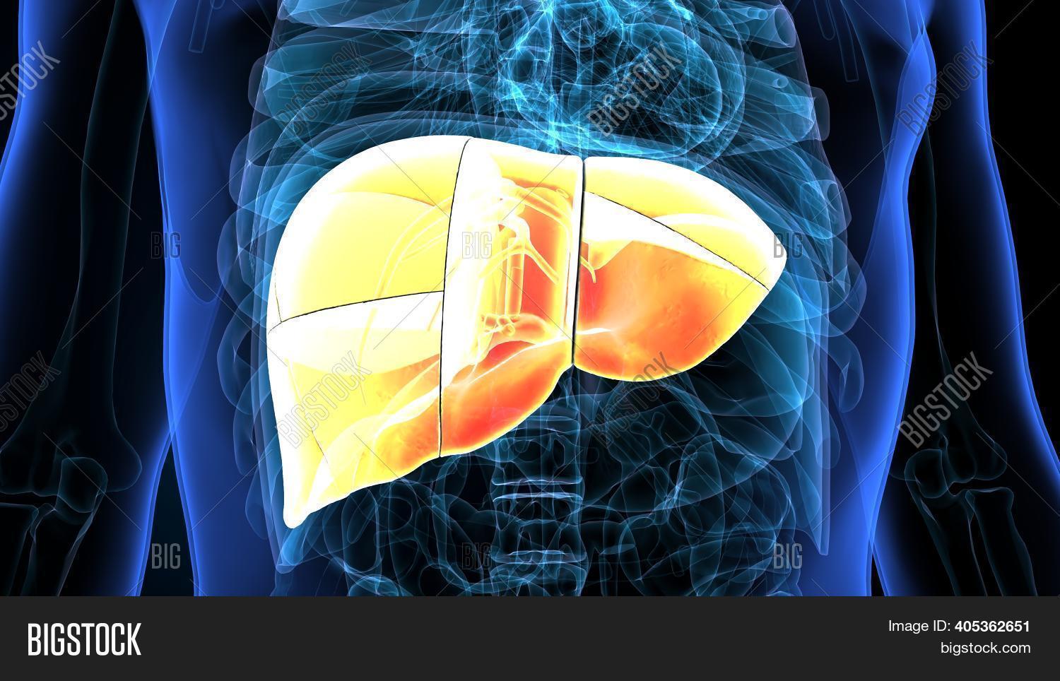 Liver 3d Illustration Image & Photo (Free Trial) | Bigstock