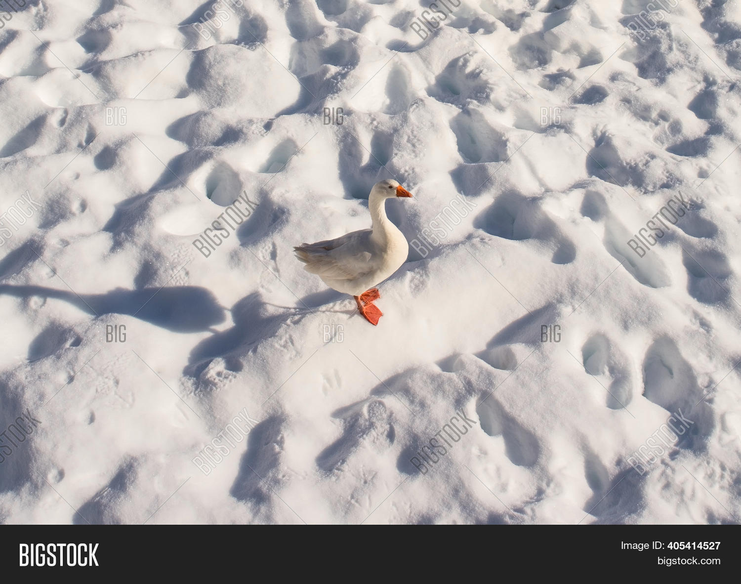 Goose Standing Snow Image & Photo (Free Trial) | Bigstock