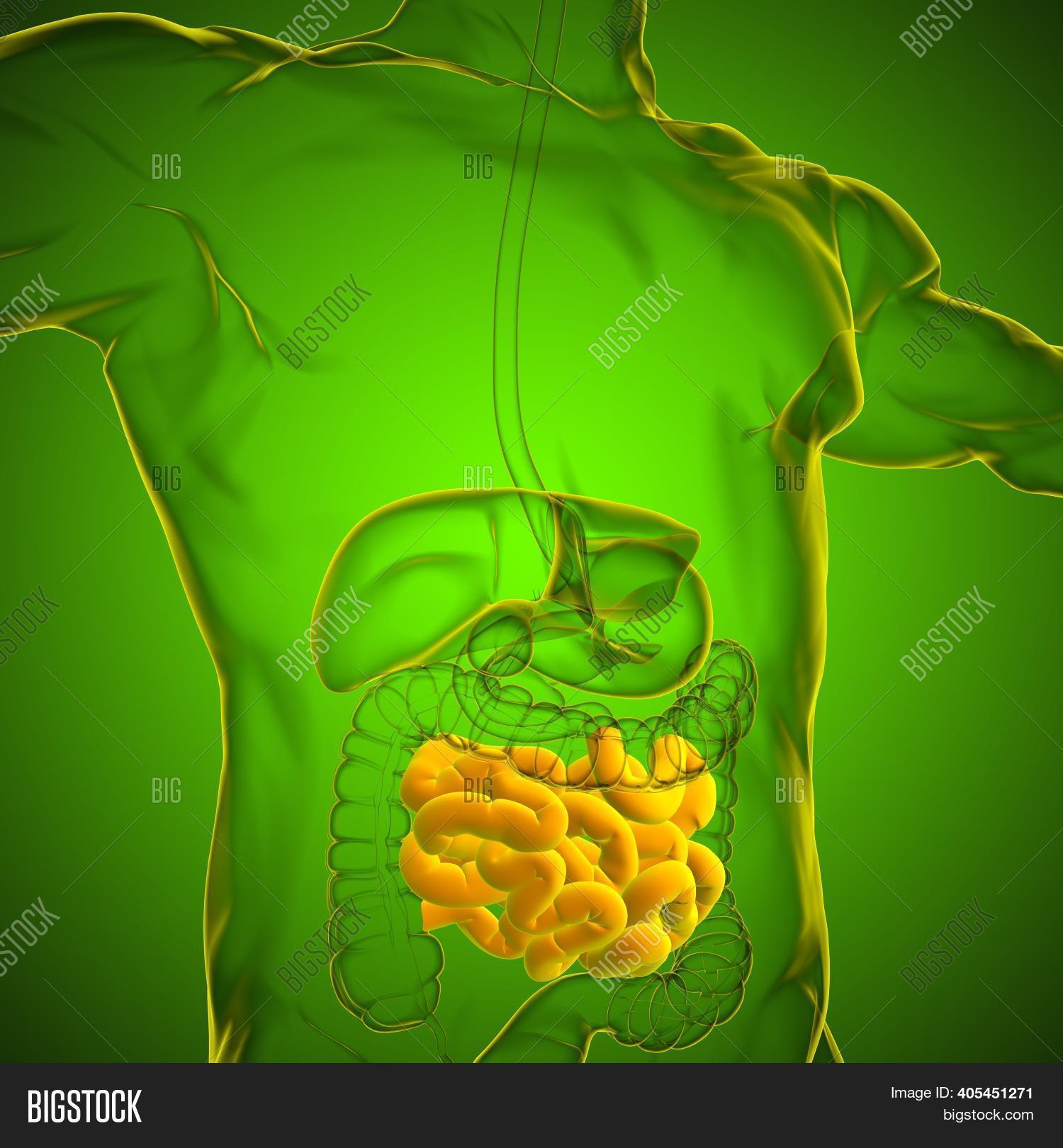 Small Intestine 3D Image & Photo (Free Trial) | Bigstock
