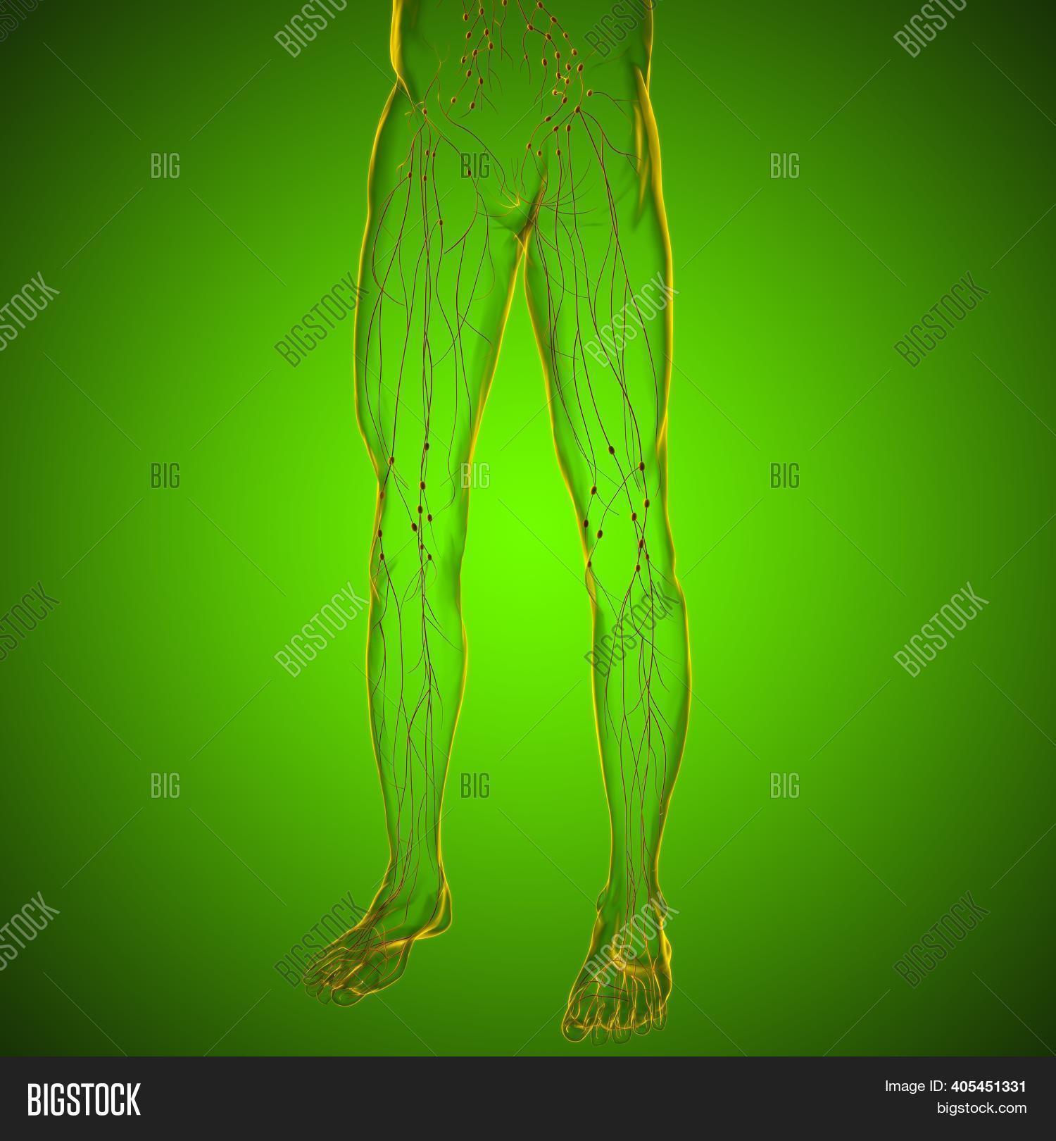 Human Lymph Nodes Image & Photo (Free Trial) | Bigstock