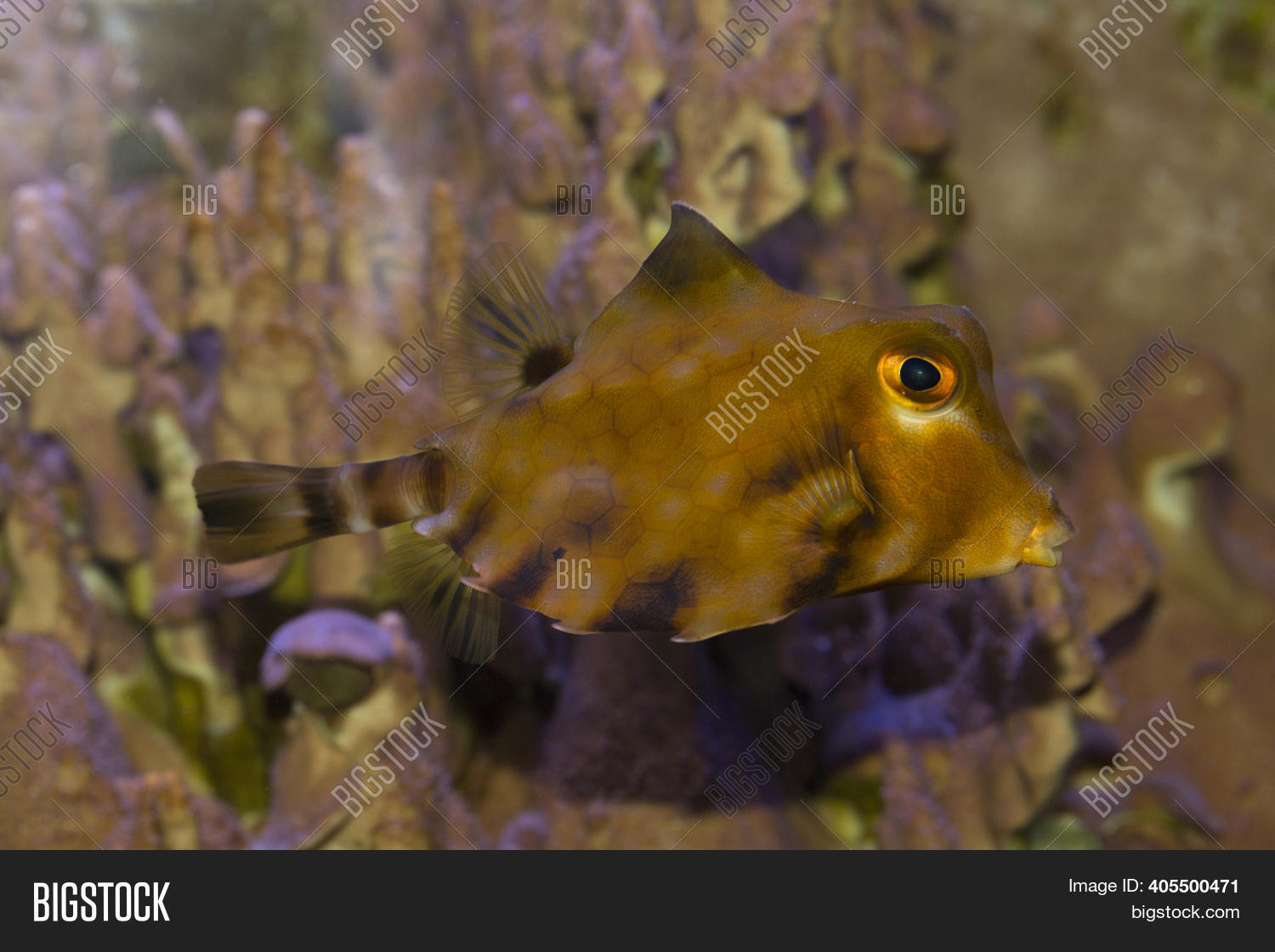 Thornback Boxfish, Image & Photo (Free Trial) | Bigstock