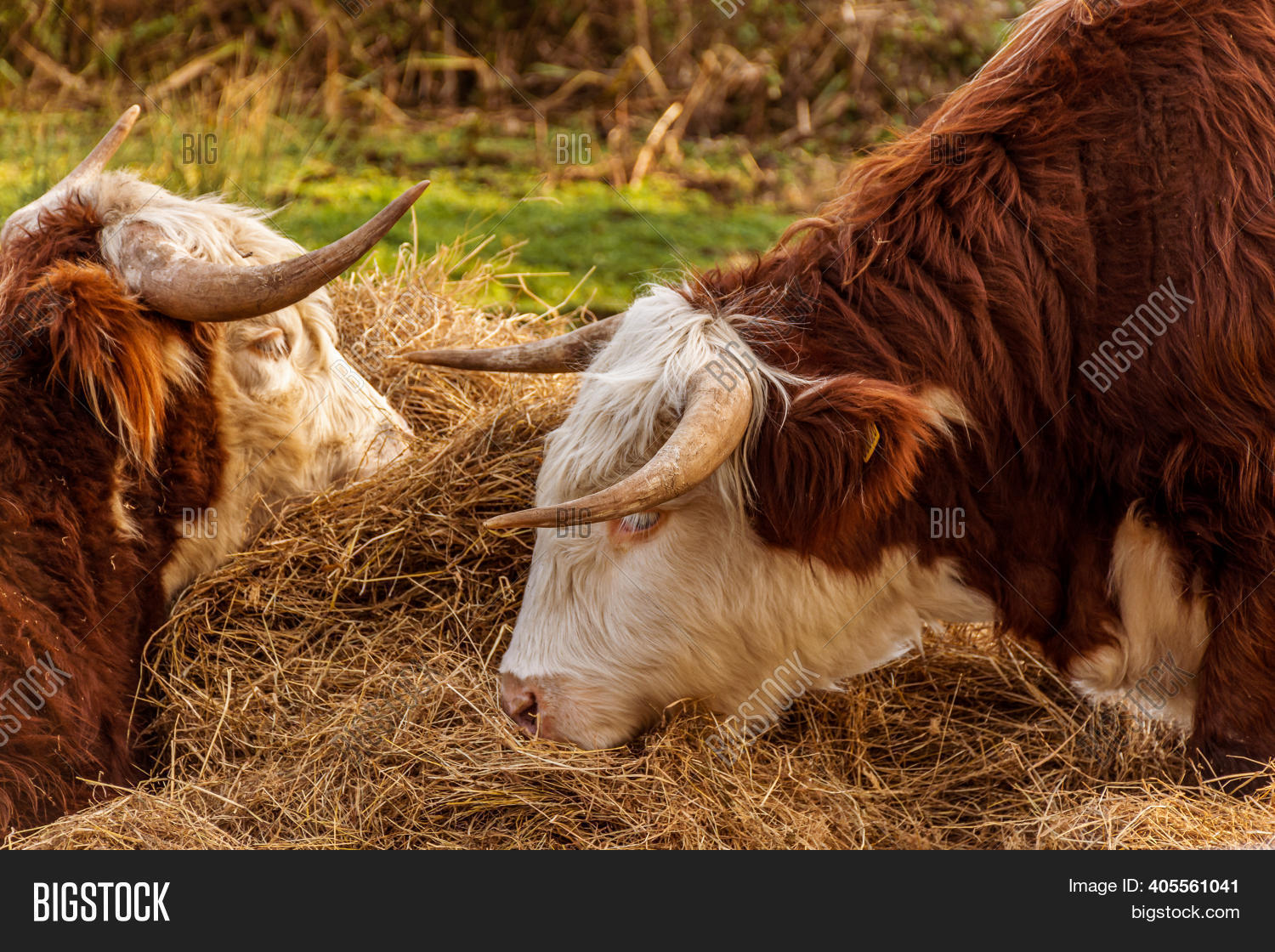 Horned Cows Grazing On Image & Photo (Free Trial) | Bigstock