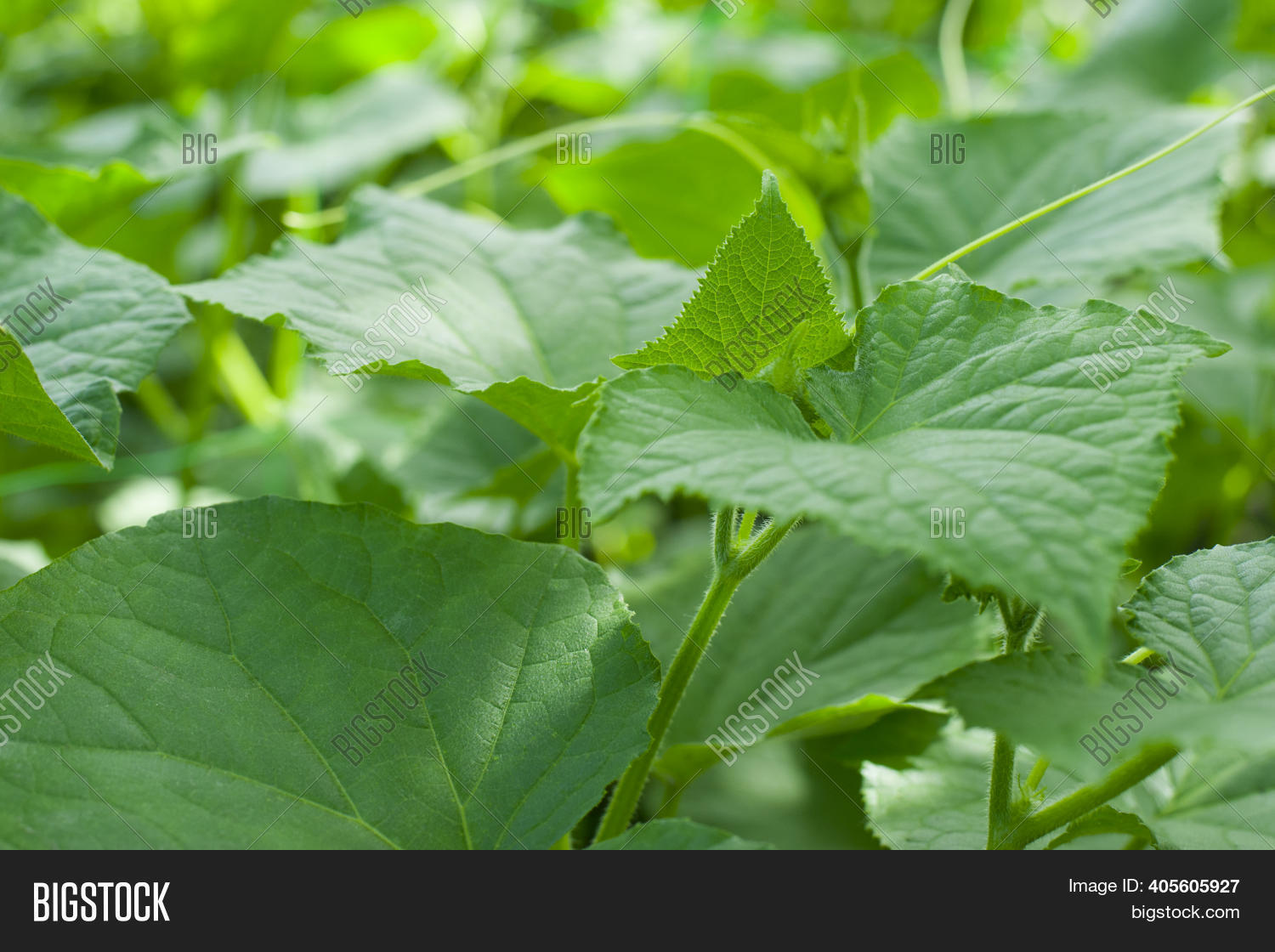 Plant Cucumber Your Image & Photo (Free Trial) | Bigstock