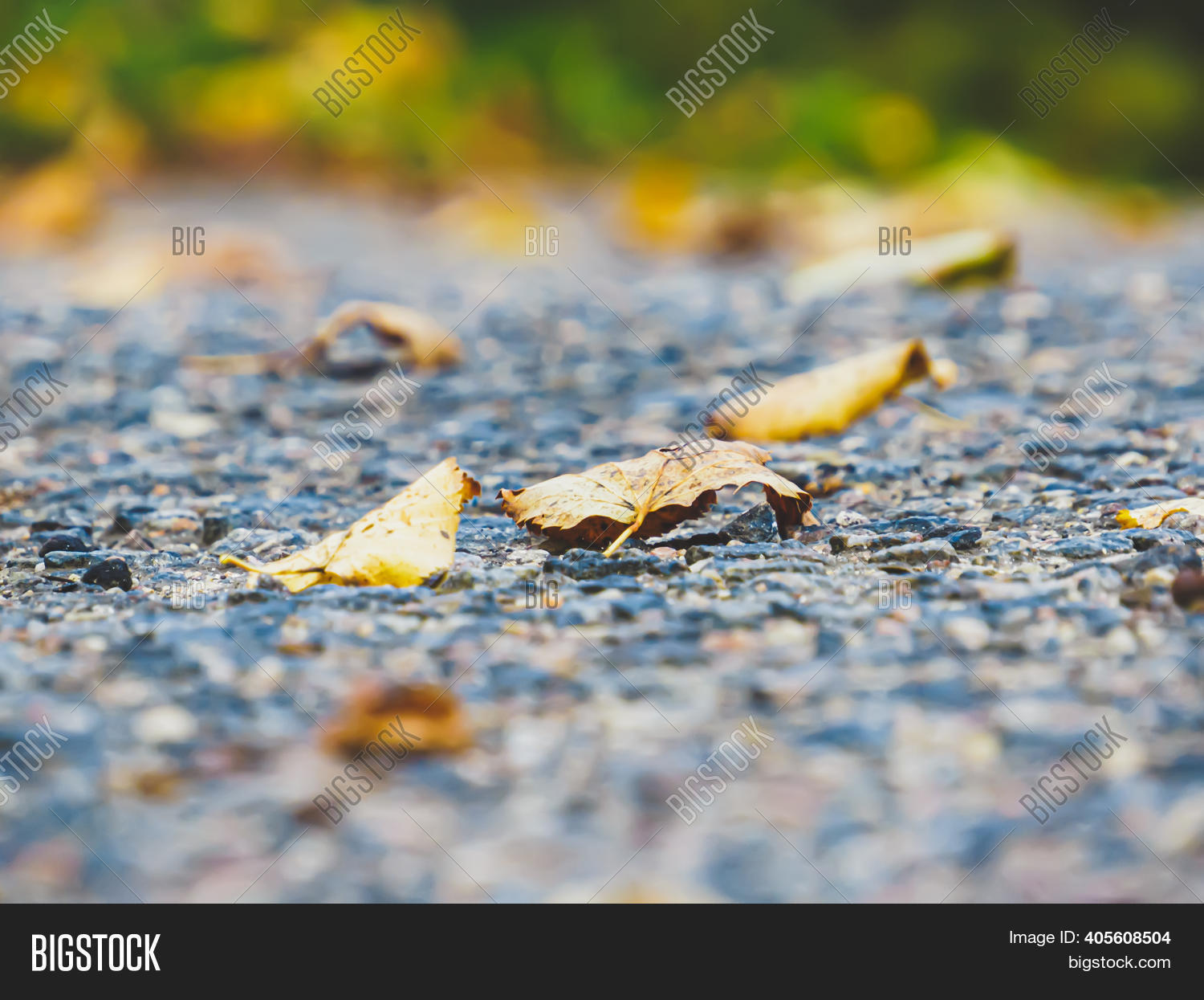 Yellow Dried Leaves Image & Photo (Free Trial) | Bigstock