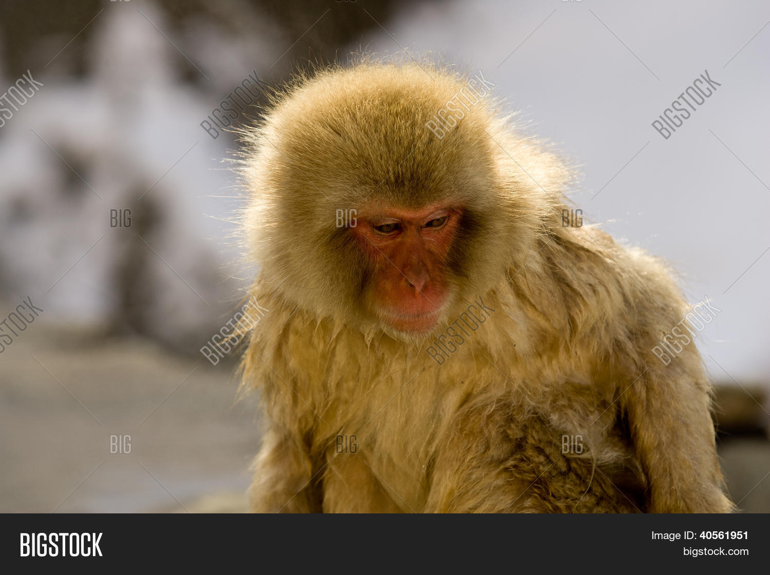 Portrait Snow Monkey Image & Photo (Free Trial) | Bigstock
