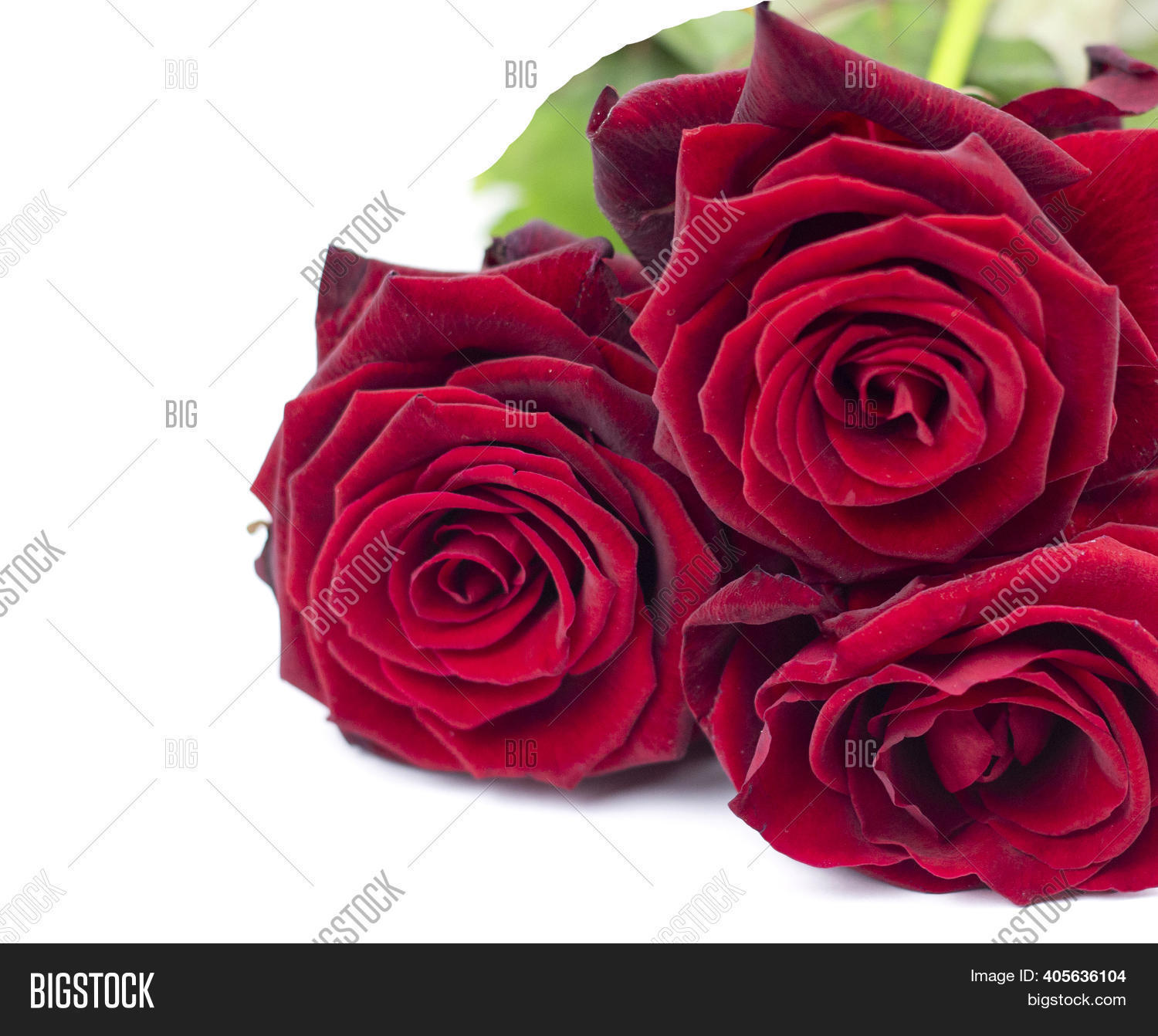 Close Rose Flower. Image & Photo (Free Trial) | Bigstock