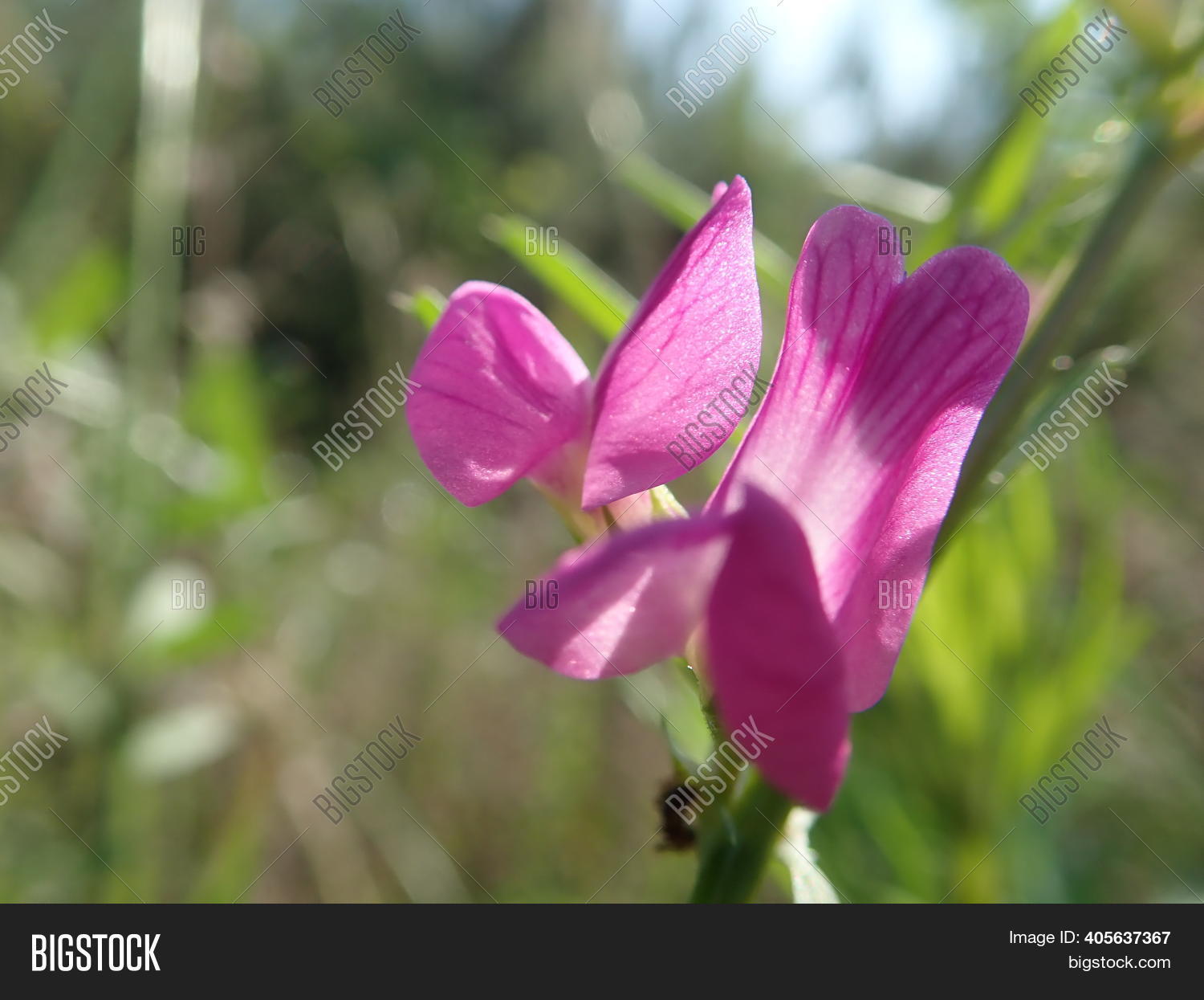 Common Vetch Image & Photo (Free Trial) | Bigstock