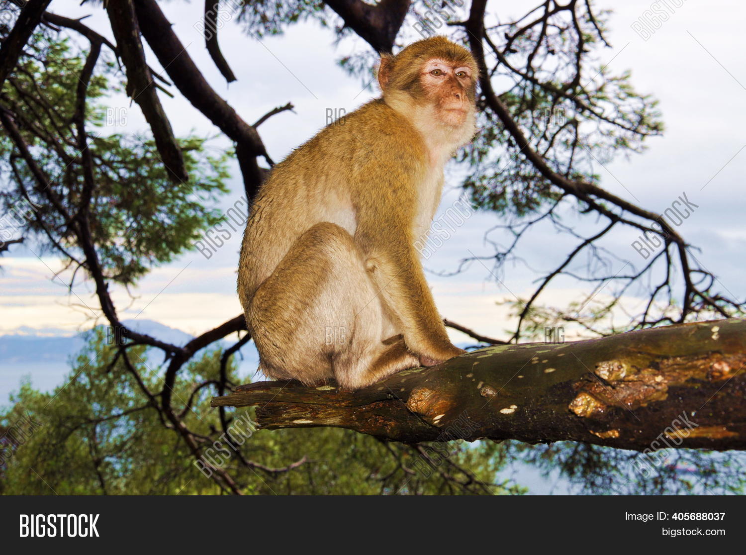 Closeup Young Ape Image & Photo (Free Trial) | Bigstock