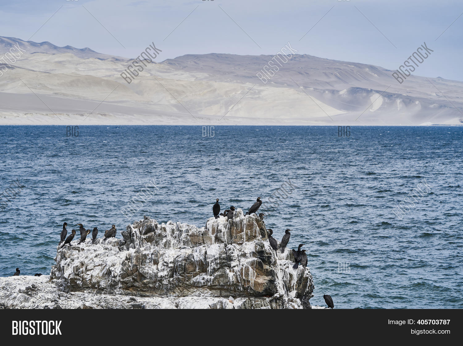 Bird Colony Guano Image & Photo (Free Trial) | Bigstock
