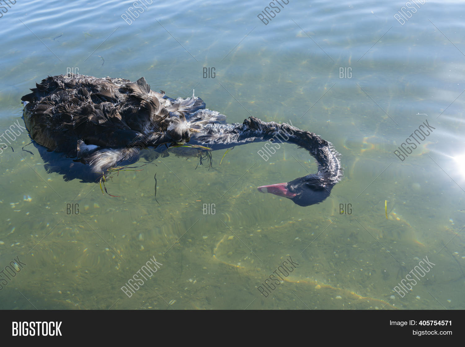 Dead Black Swan Floats Image & Photo (Free Trial) | Bigstock