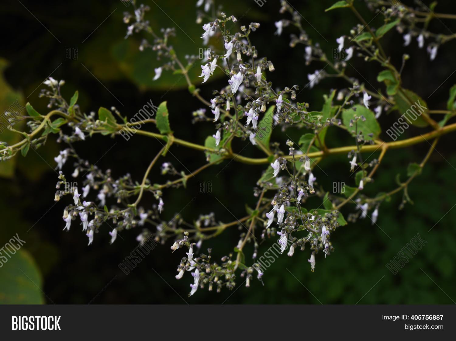 Isodon Japonicus Image & Photo (Free Trial) | Bigstock