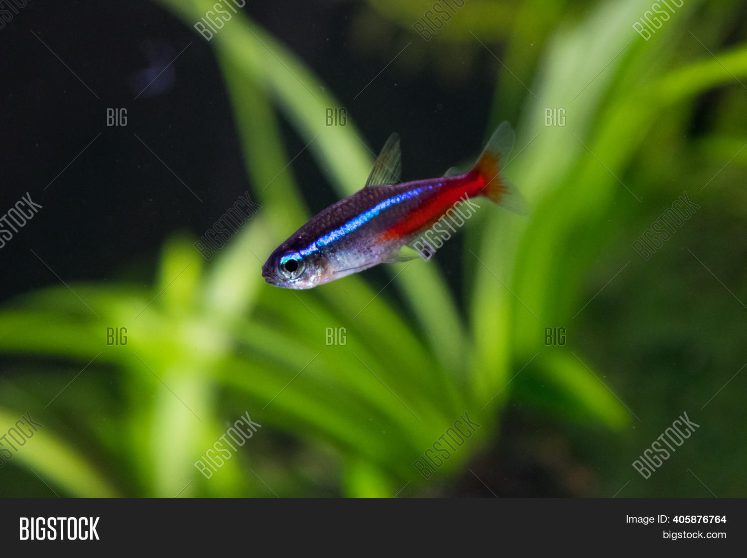 Neon Innesa Aquarium Image & Photo (Free Trial) | Bigstock