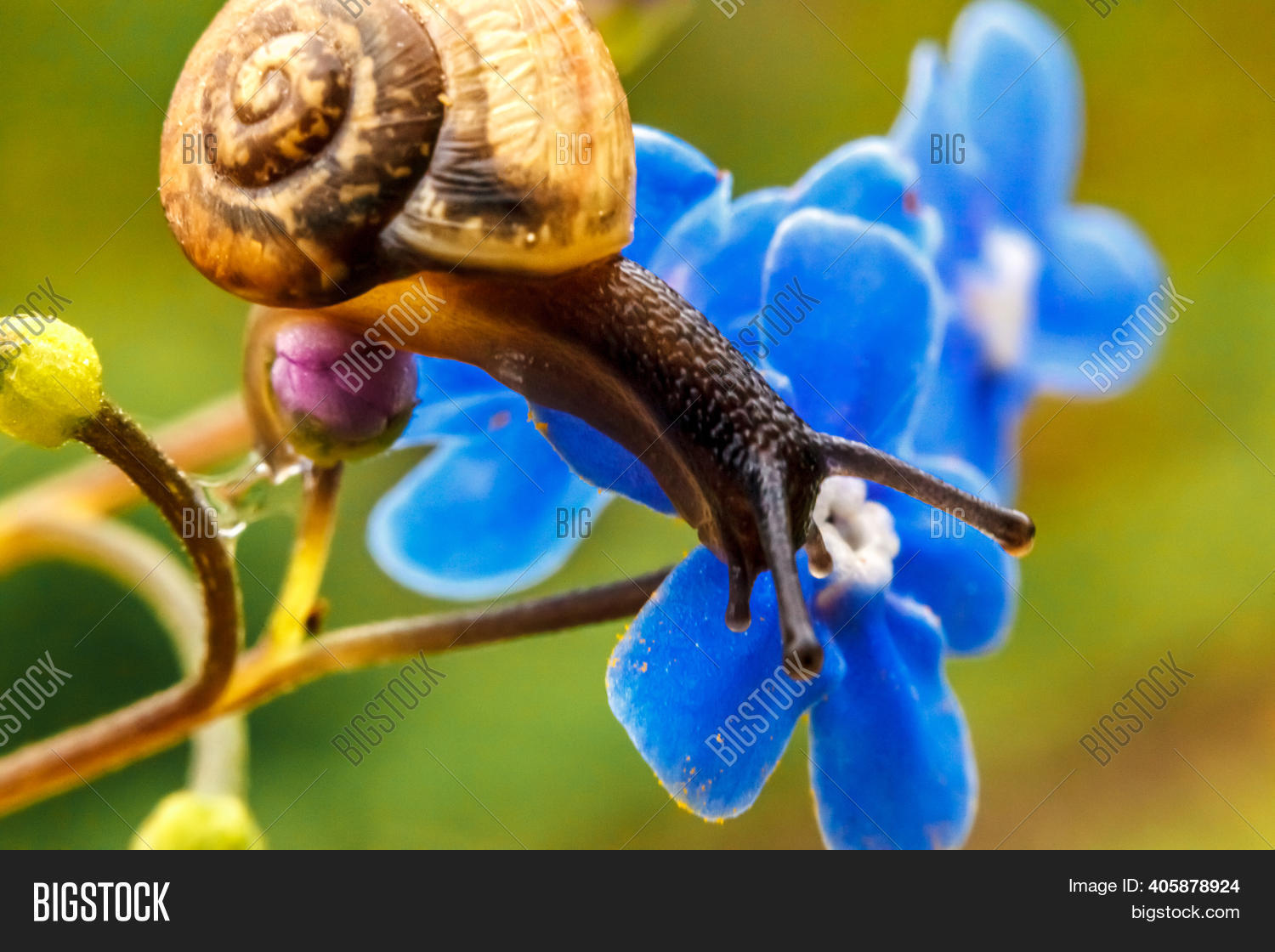 Snail Closeup Portrait Image & Photo (Free Trial) | Bigstock