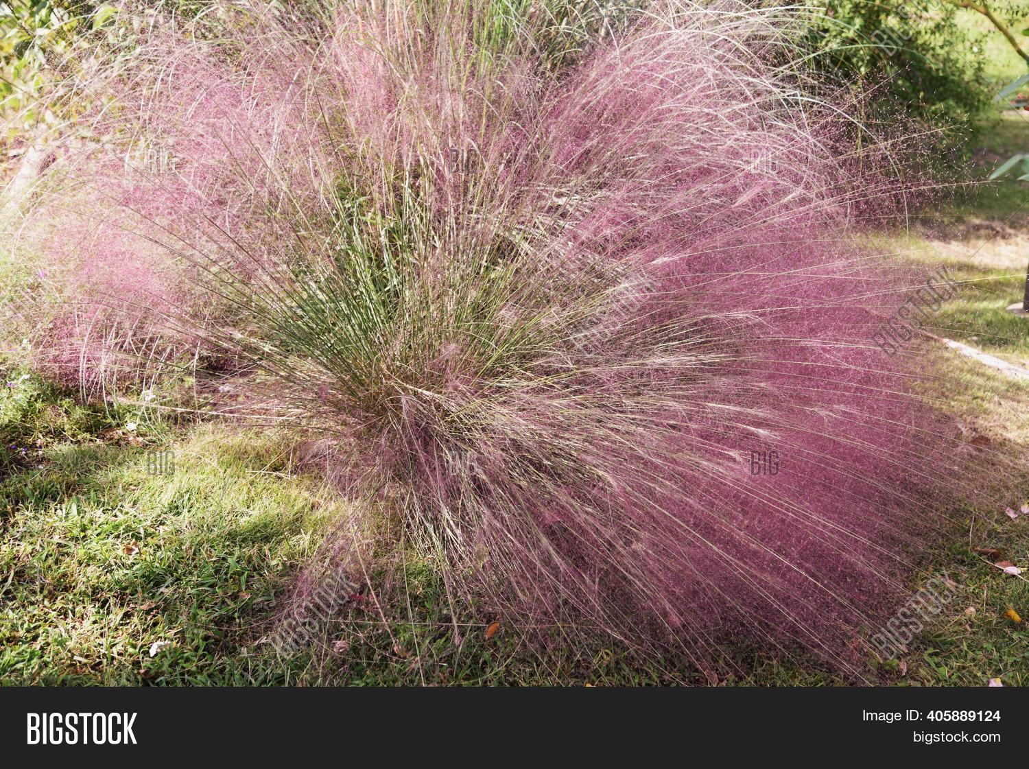 Muhlenbergia Image & Photo (Free Trial) | Bigstock